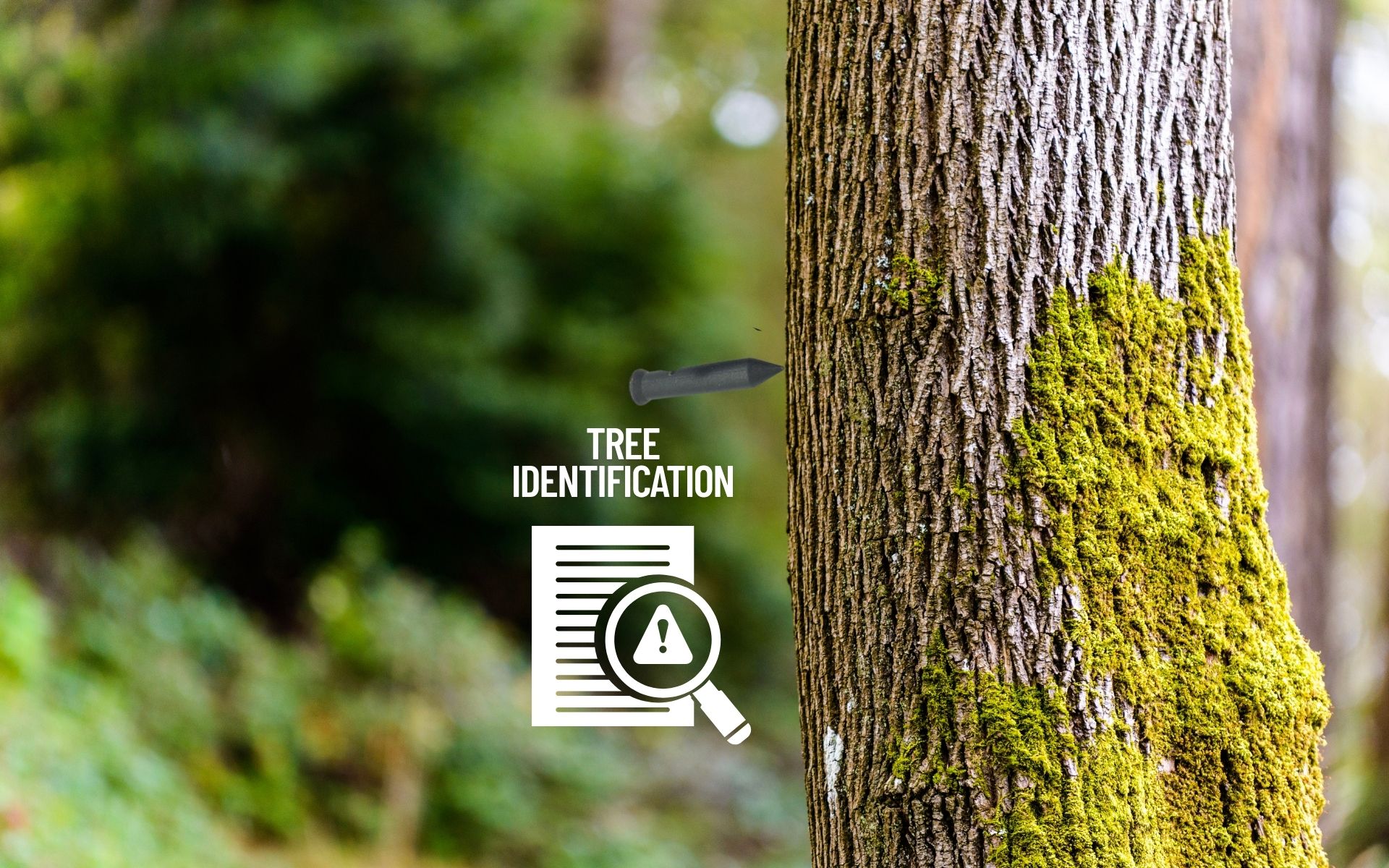 How Nail Tag RFID Tech Transforms Tree Tracking & Forestry